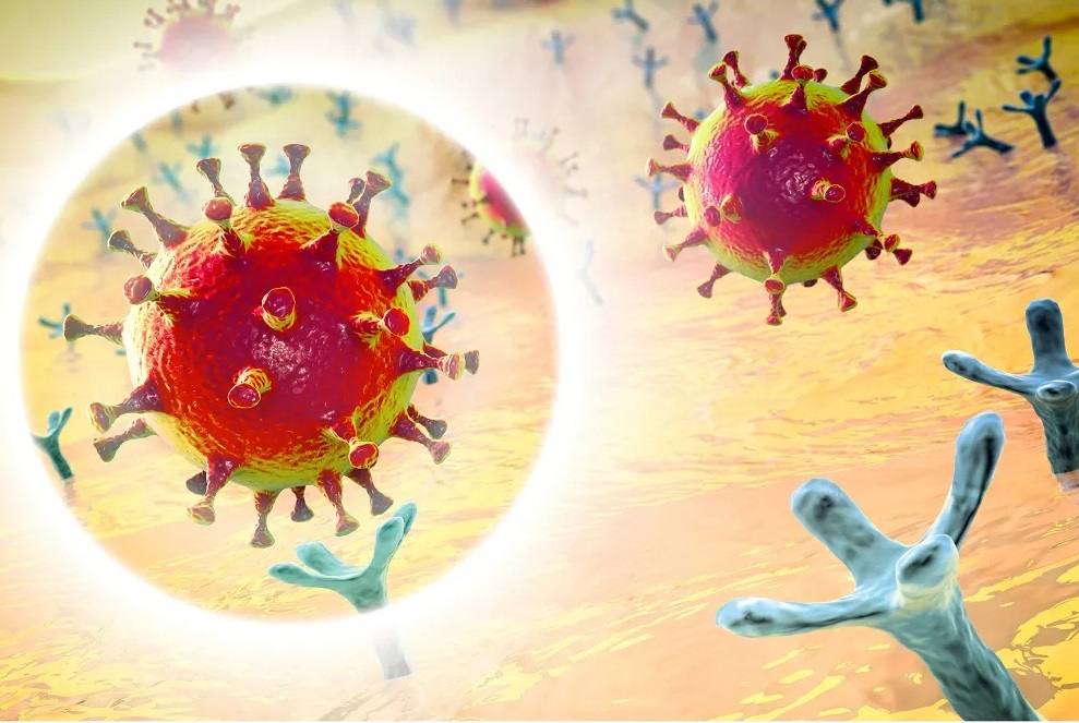 Antibody against all mutations of the Corona virus? | EM24 Europmedia